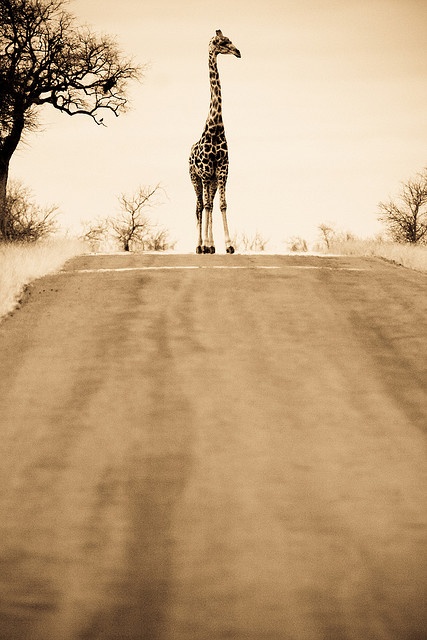 4 Ways to Get Past Creative Roadblocks | Create & Thrive